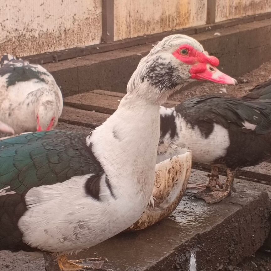 Продам индоуток