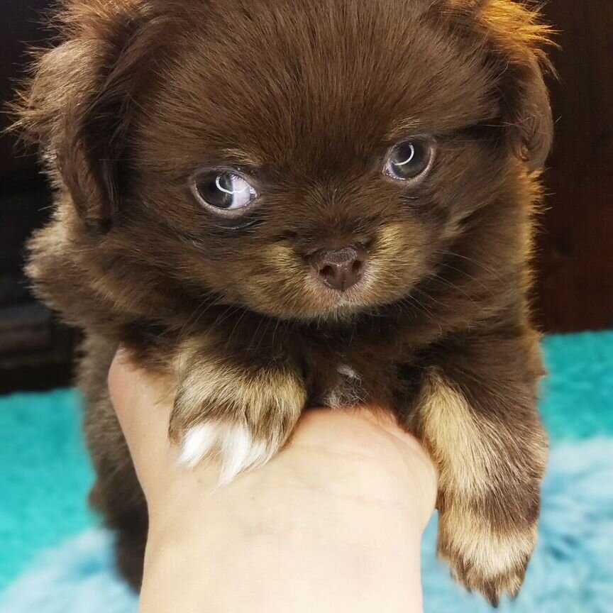 Чих.Мальчик