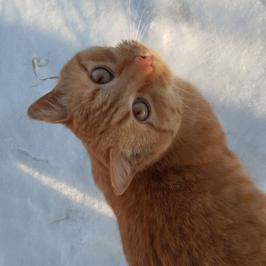 Кот в поисках дома