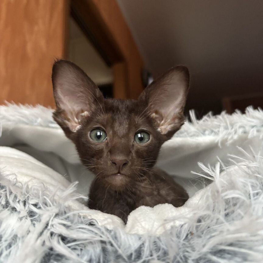 Ориентальные котята шоколадный