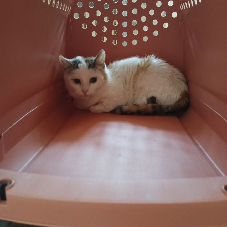 Кошечка в добрые руки