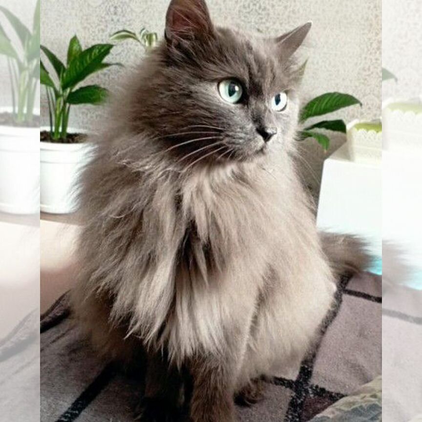 Нибелунг, взрослый кот