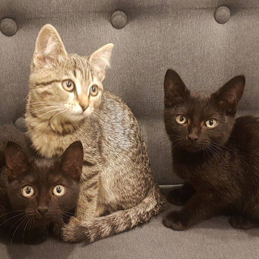 Котята от кошки мышеловки