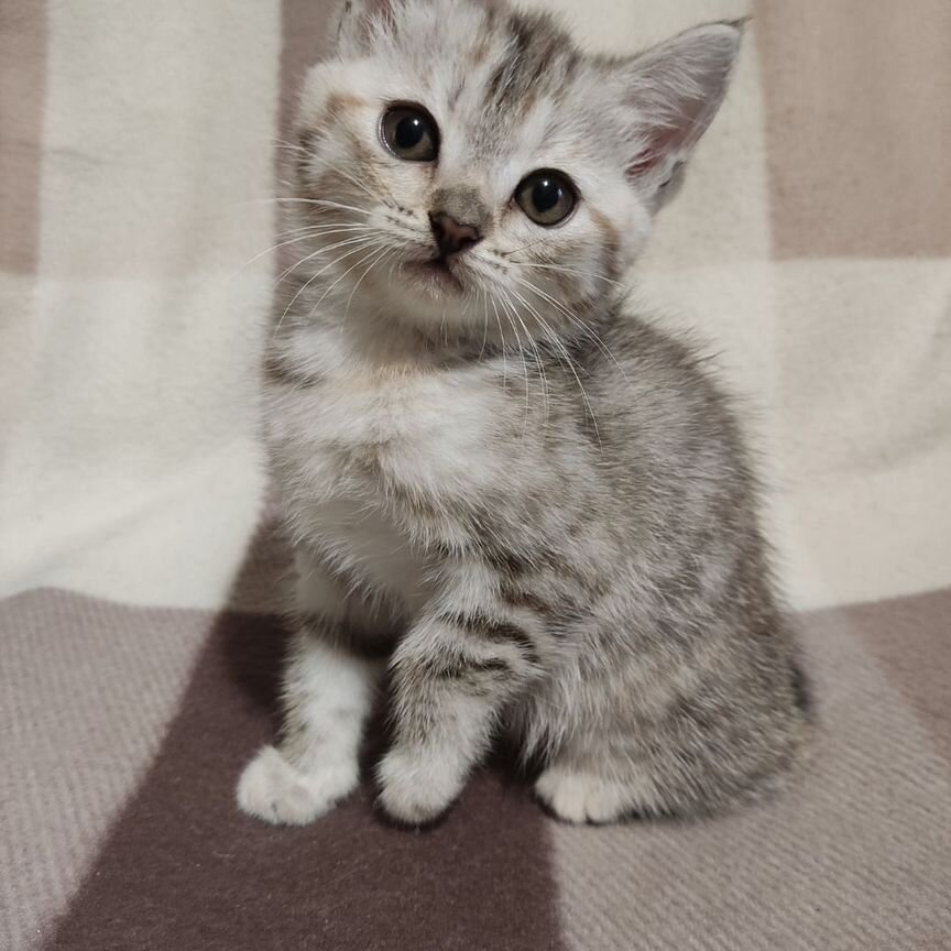 Котенок девочка 2 месяца