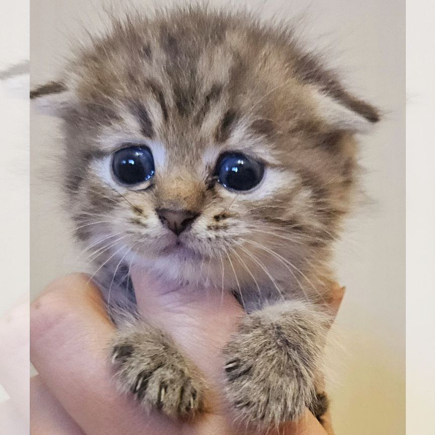 Шотландские котята