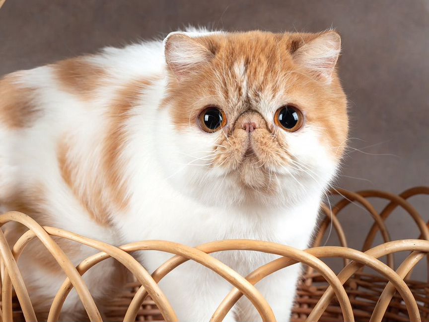 Экзотическая короткошерстная кошка