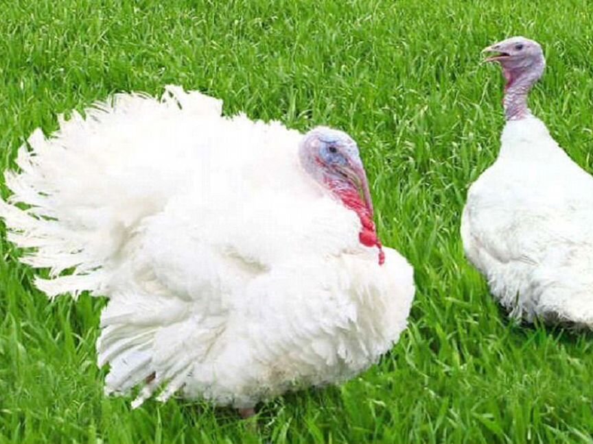 Индюки домашние