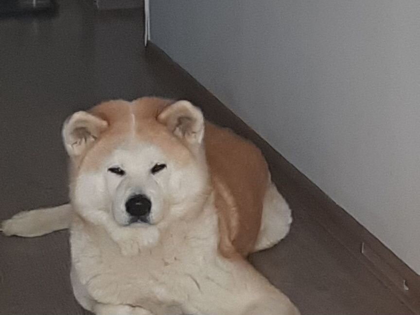 Акита ину