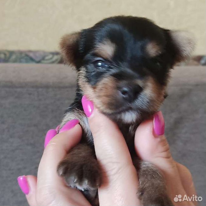 Маленькая собака йорк