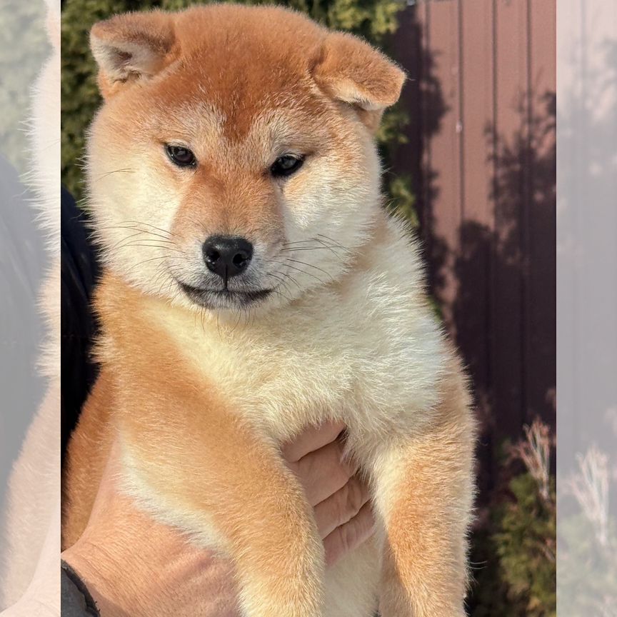 Сиба-ину, щенок