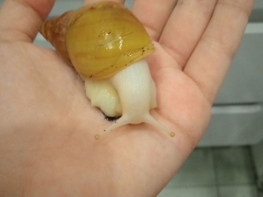 Улитки ахатины альбиносы