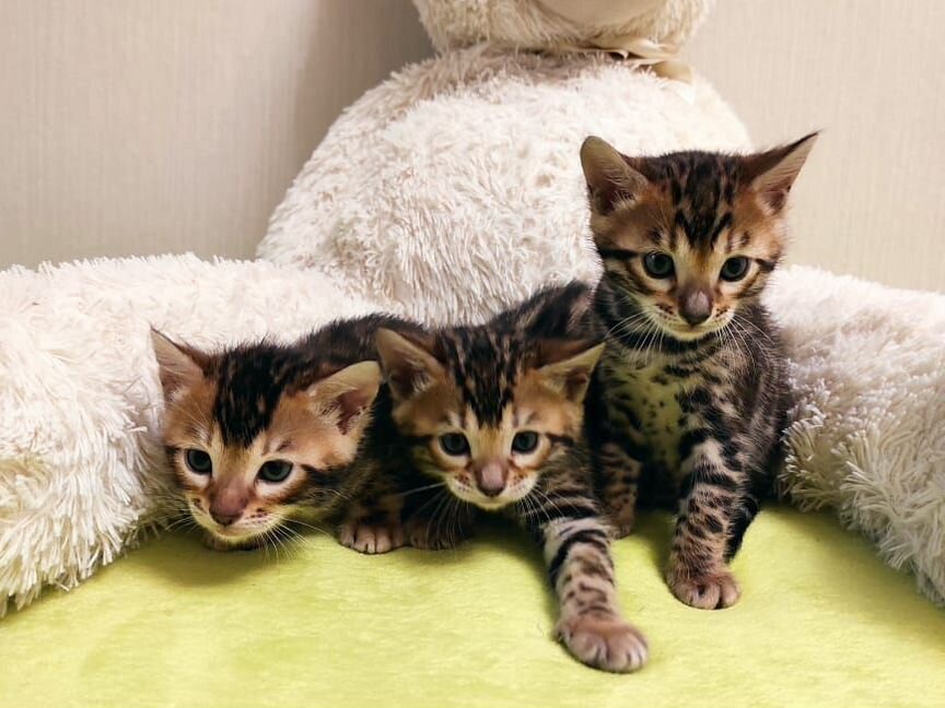 Бенгальские котята