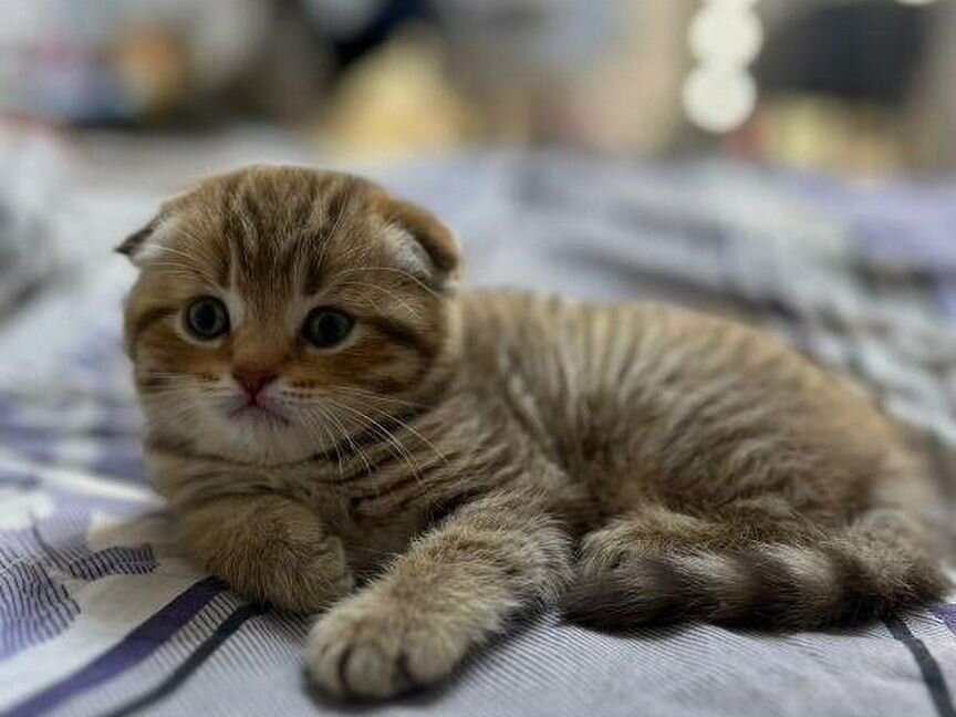 Шотландские вислоухие котята