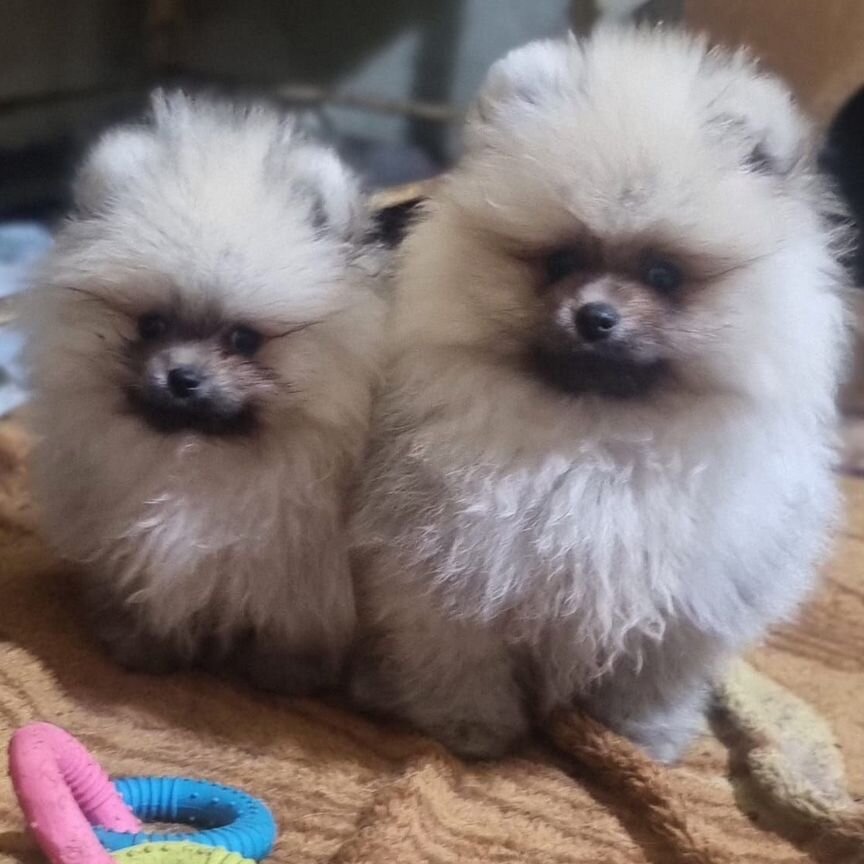 Померанский шпиц, щенок