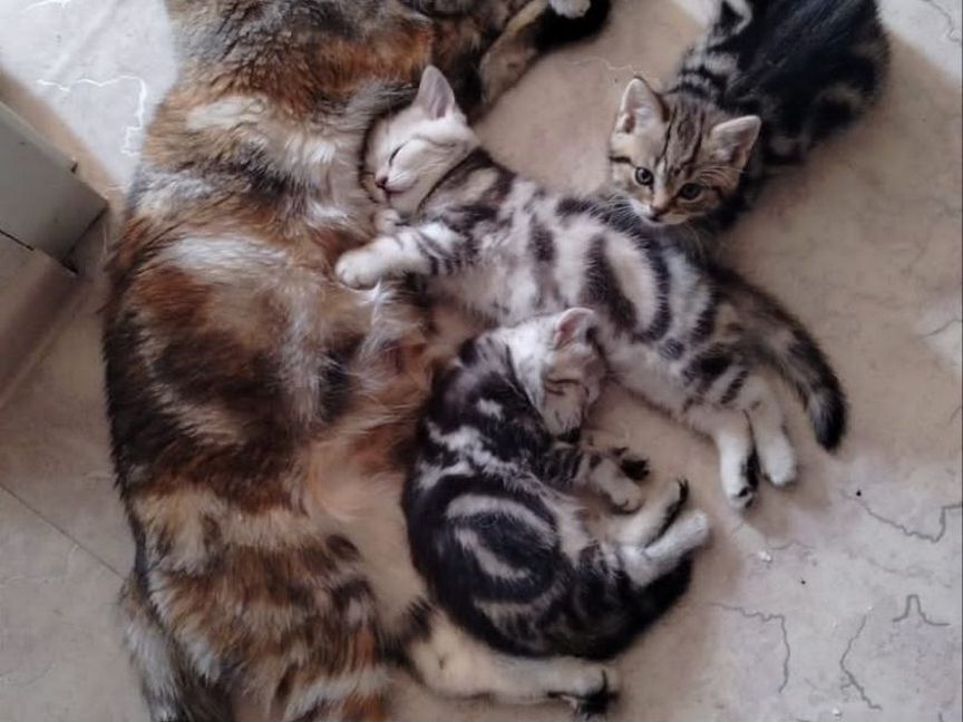 Шотландские котята