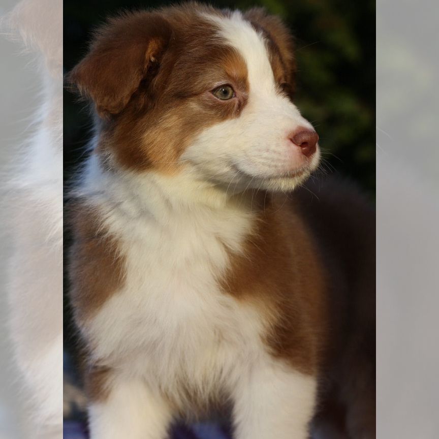 Австралийская овчарка, щенок