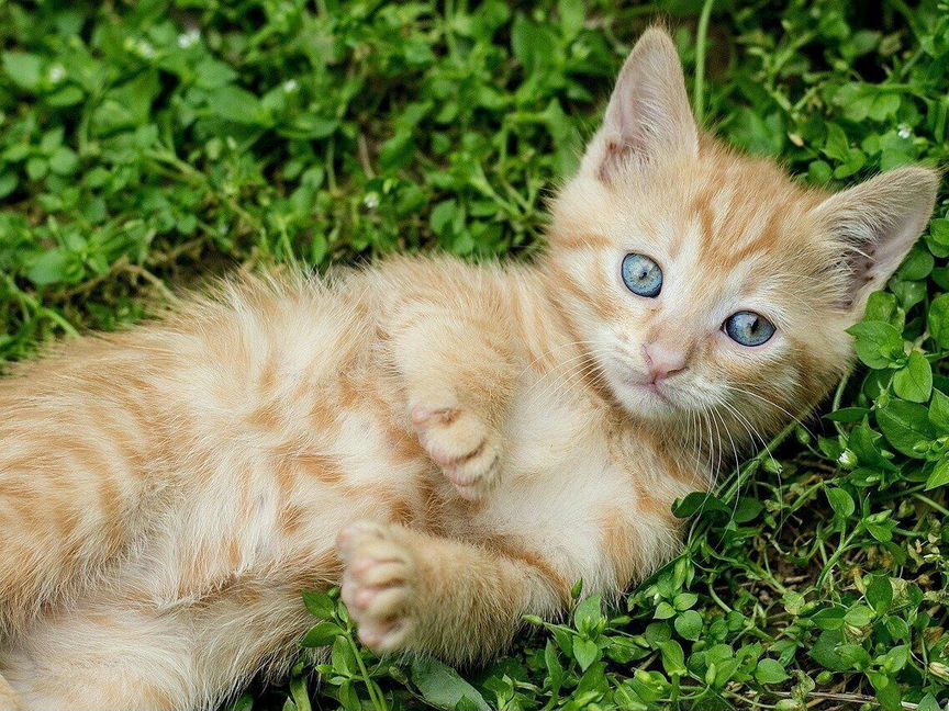 Котята 2 мес