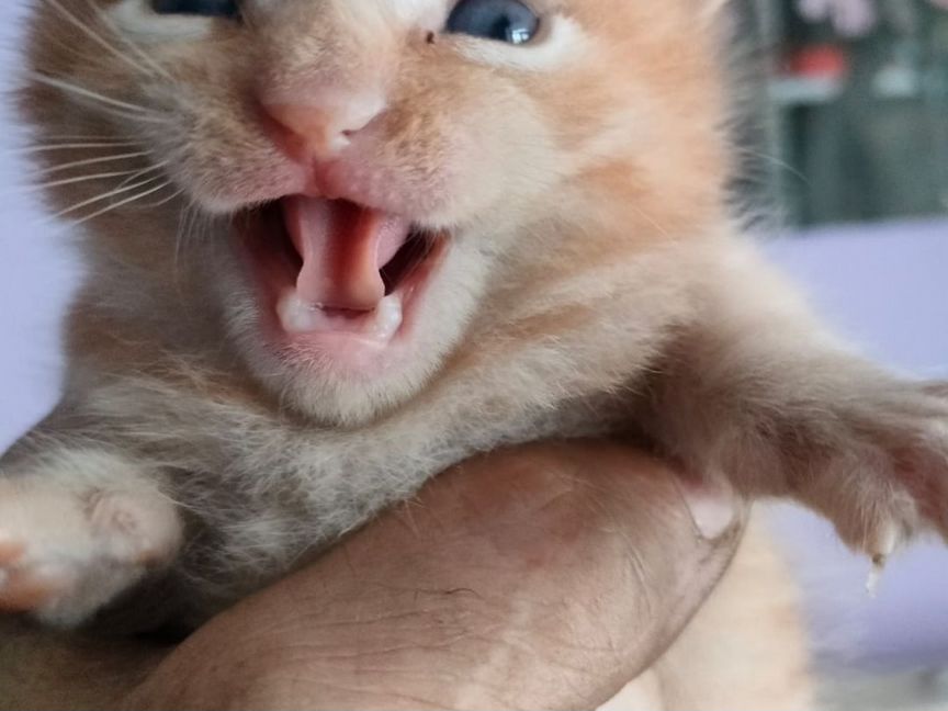 Котята