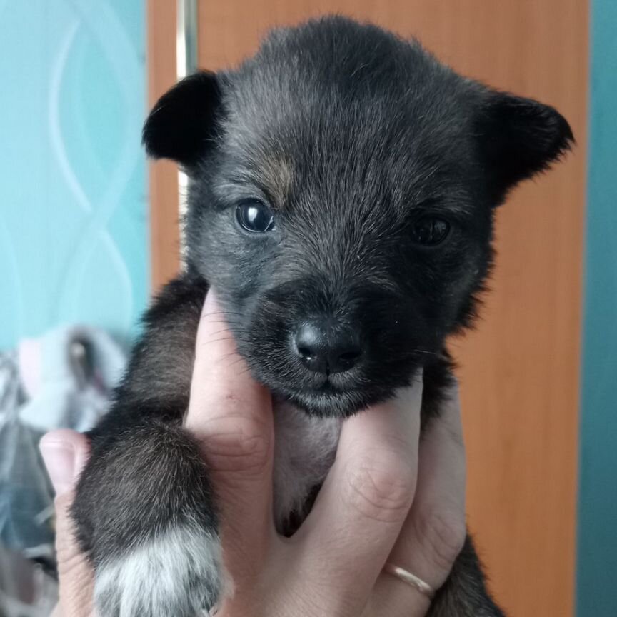 Щенок в добрые руки