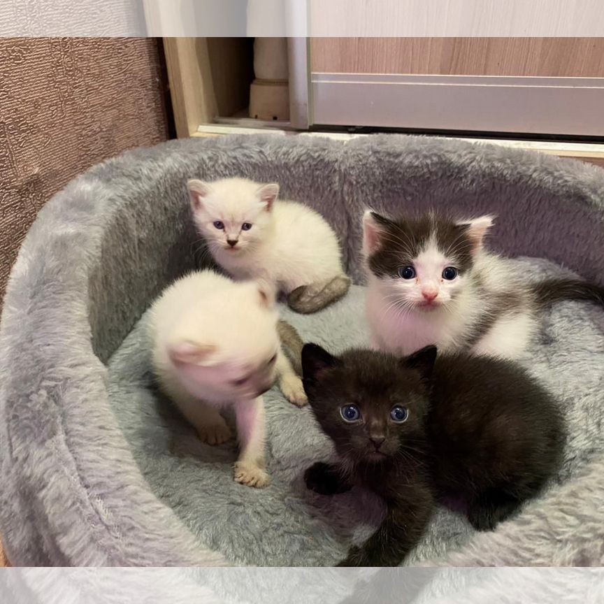 Котята отдам в добрые руки бесплатно