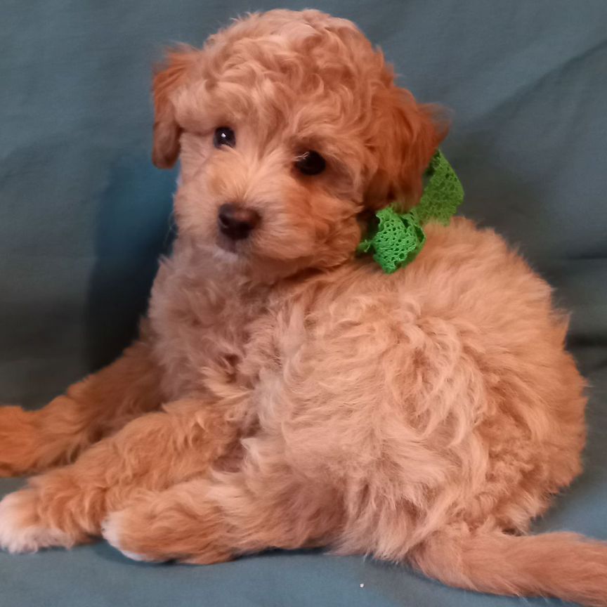 Мальтипу, щенок