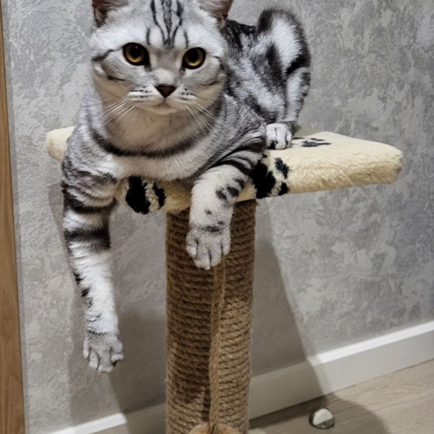 Шотландский кот кострированный