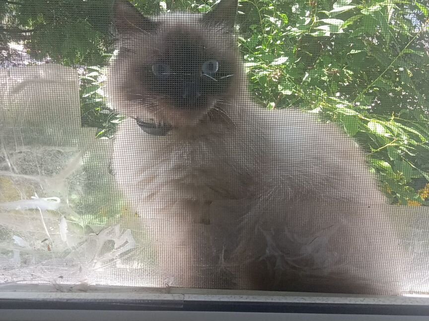 Передам беременную кошку в добрые руки. Бесплатно