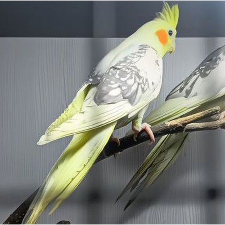 Попугай корелла