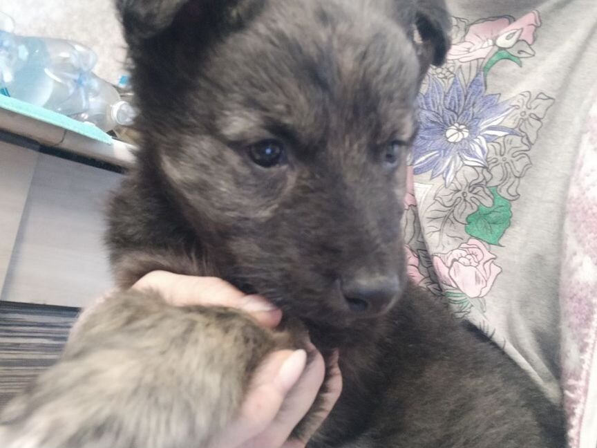 Собаки щенки