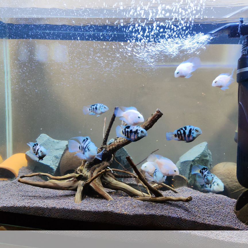 Продам сарфирового попугая(пара)