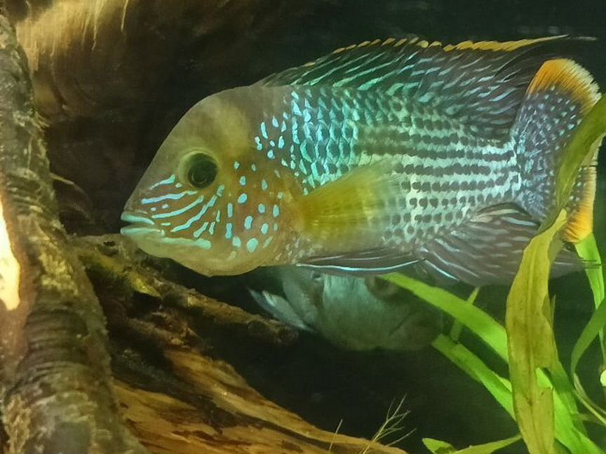 Аквариумная рыба