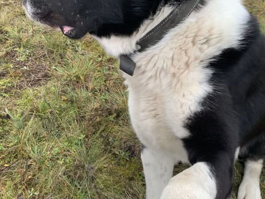 Среднеазиатская овчарка алабай