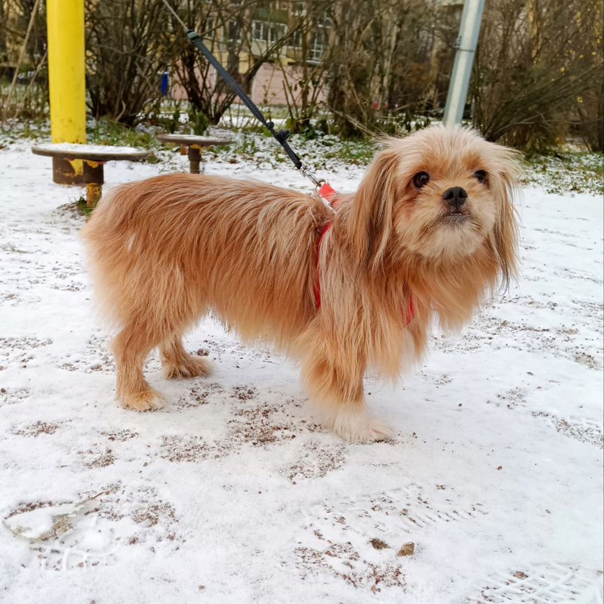 Собачка в добрые ручки