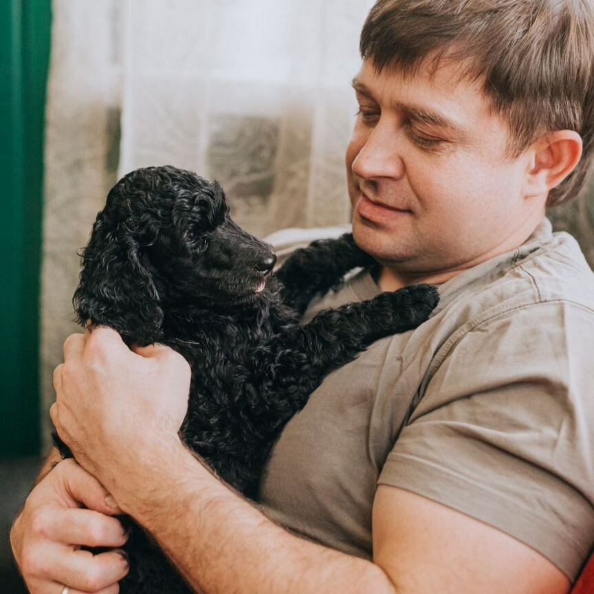 Щенки большого пуделя