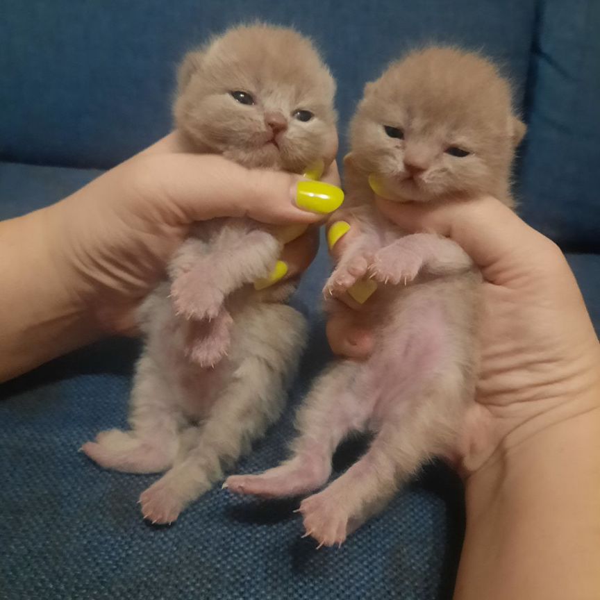Британские котята