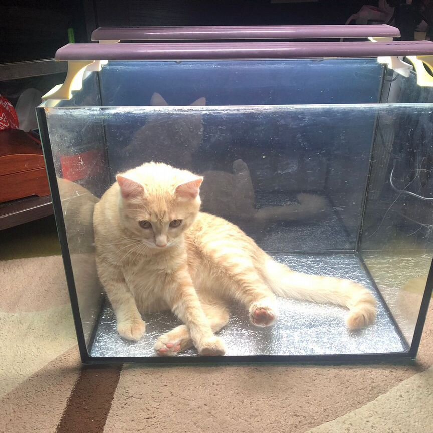 Продам аквариум с двумя светильниками prime