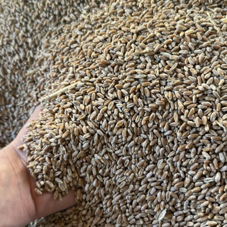 Зерно пшеница 3 класс 2024