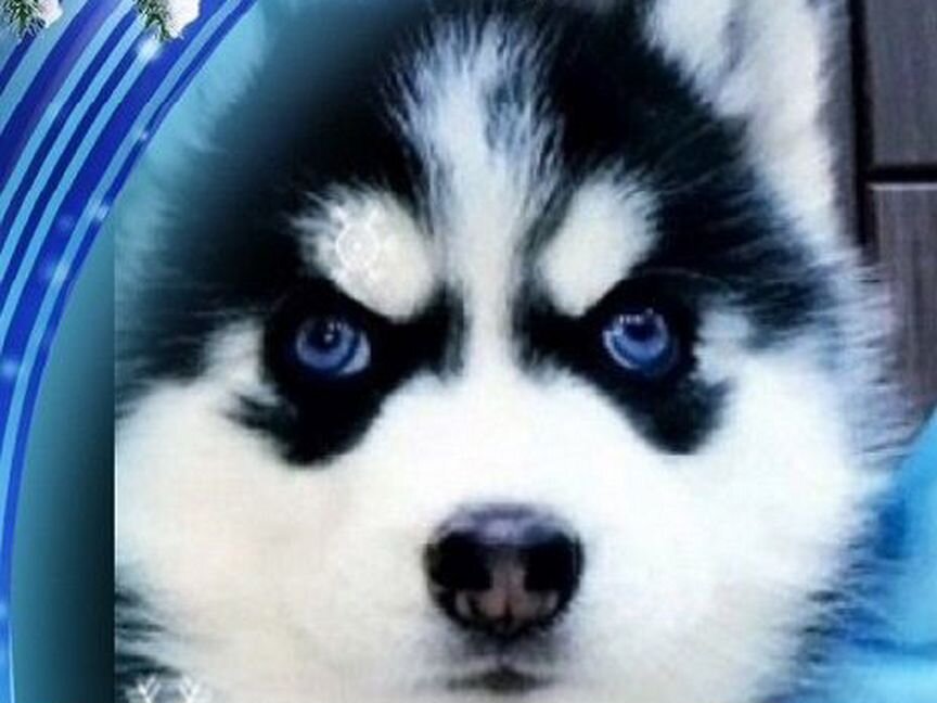 Хаски Классныыыееее Щеночки Разных окрасов )