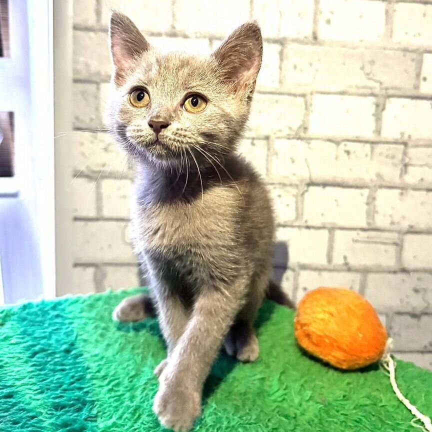 Котёнок