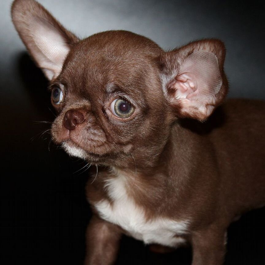 Чихуахуа, щенок