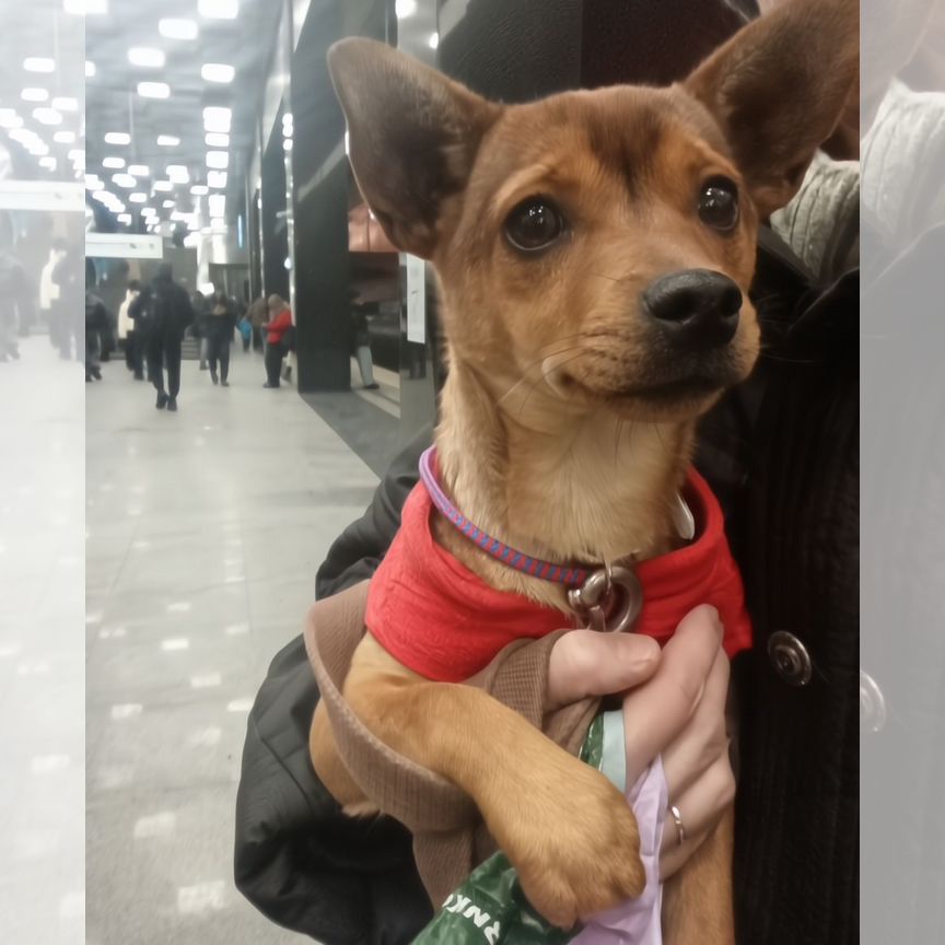 Щенок в добрые руки