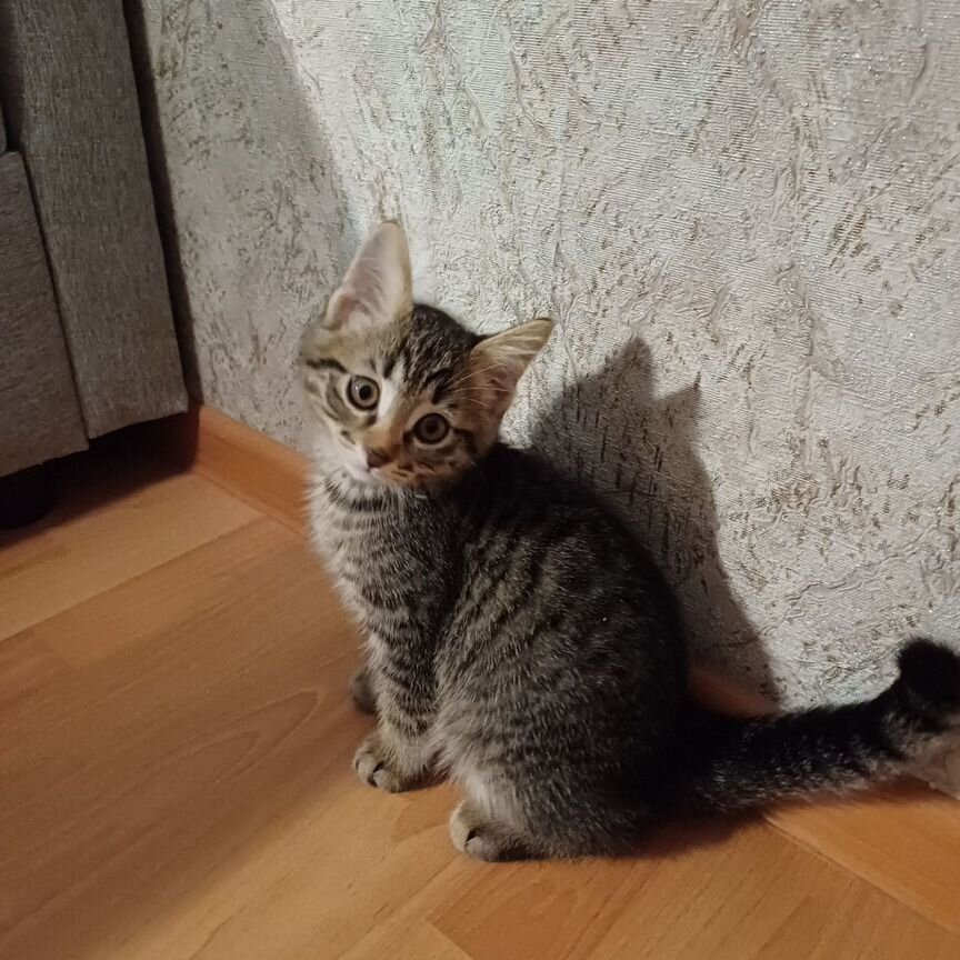 Котенок в добрые руки