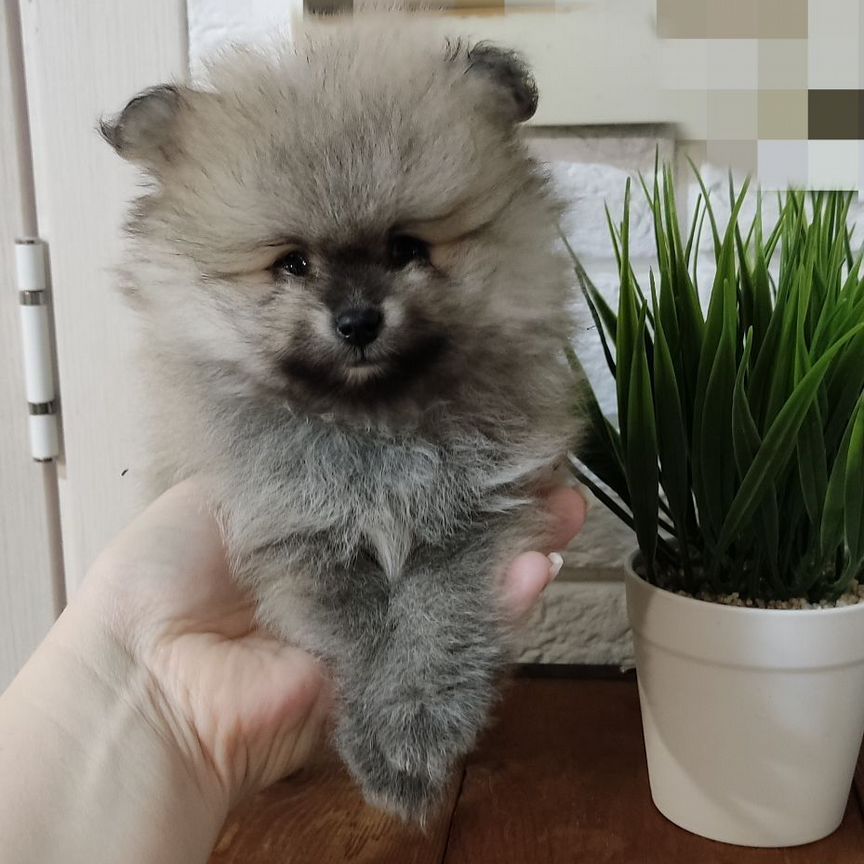 Щенки шпица