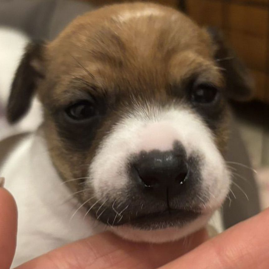 Джек-рассел-терьер, щенок