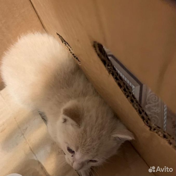 Отдам котят в добрые руки