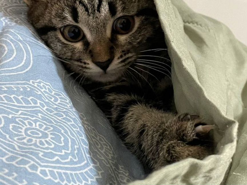 Отдадим котёнка