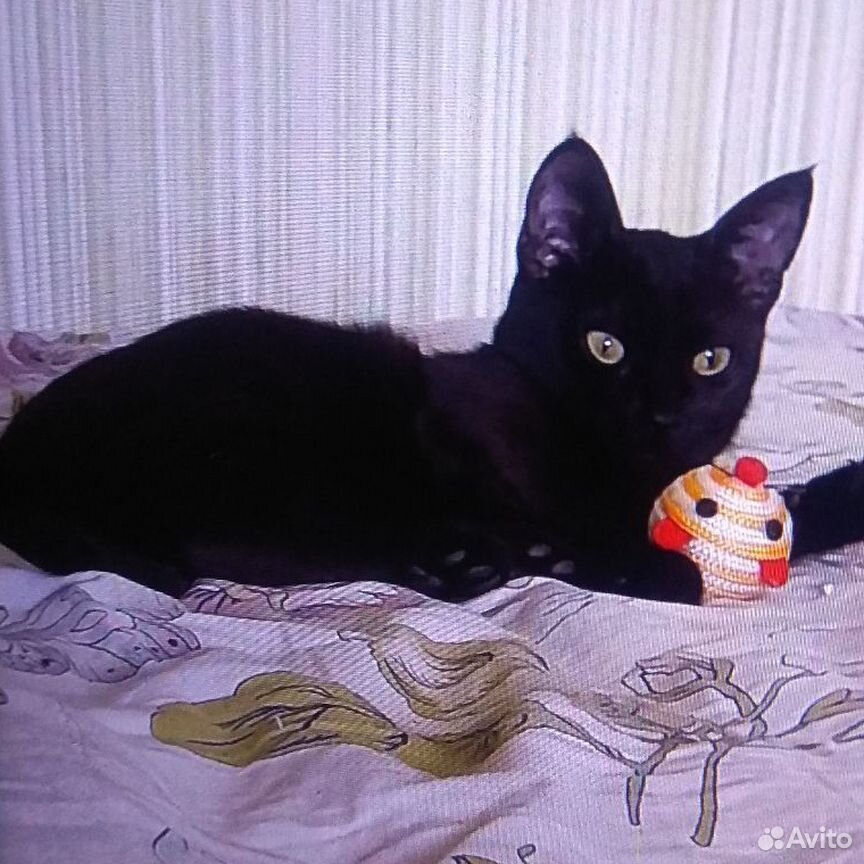 Котенок черный