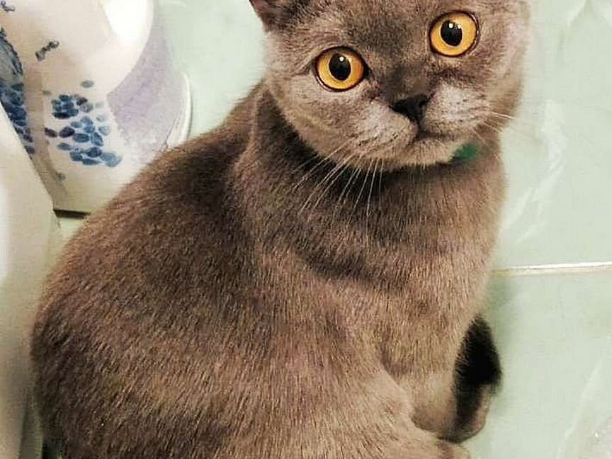 Отдам в добрые руки кошечку-британку