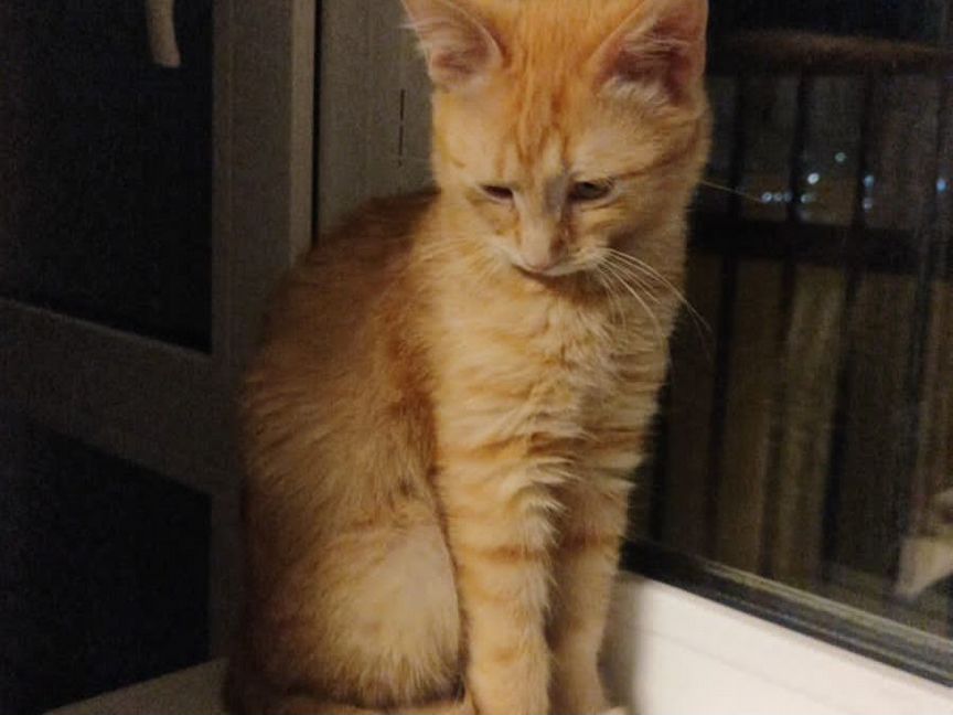 Рыжий котёнок в добрые руки