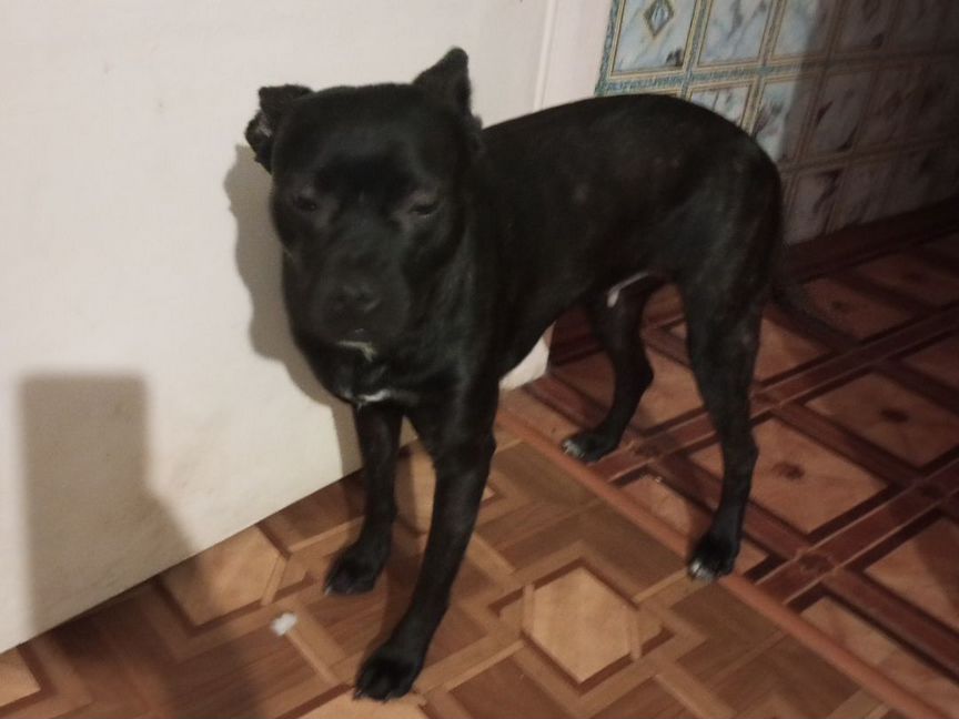 Стаффордширский терьер, собака